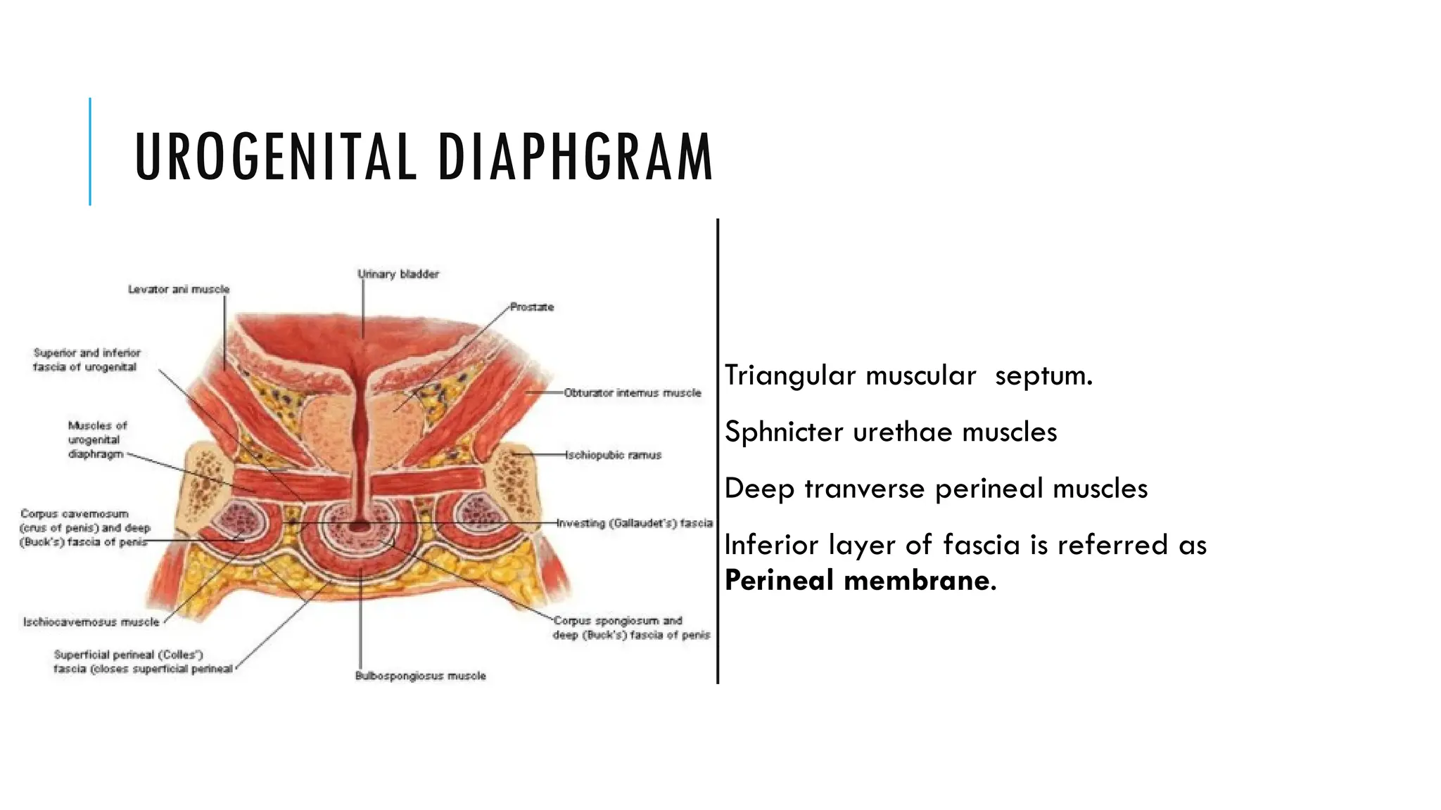 anatomy of pelvis, perineum and pelvic diaphragm.pptx