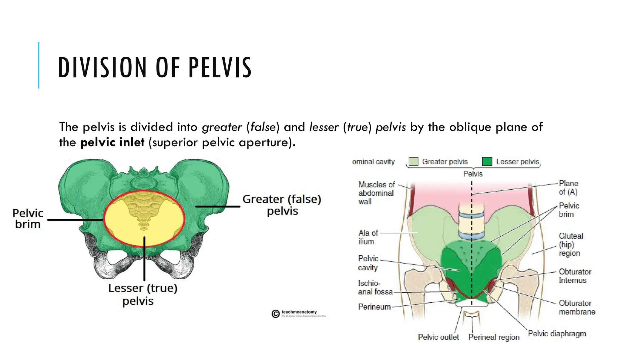 anatomy of pelvis, perineum and pelvic diaphragm.pptx