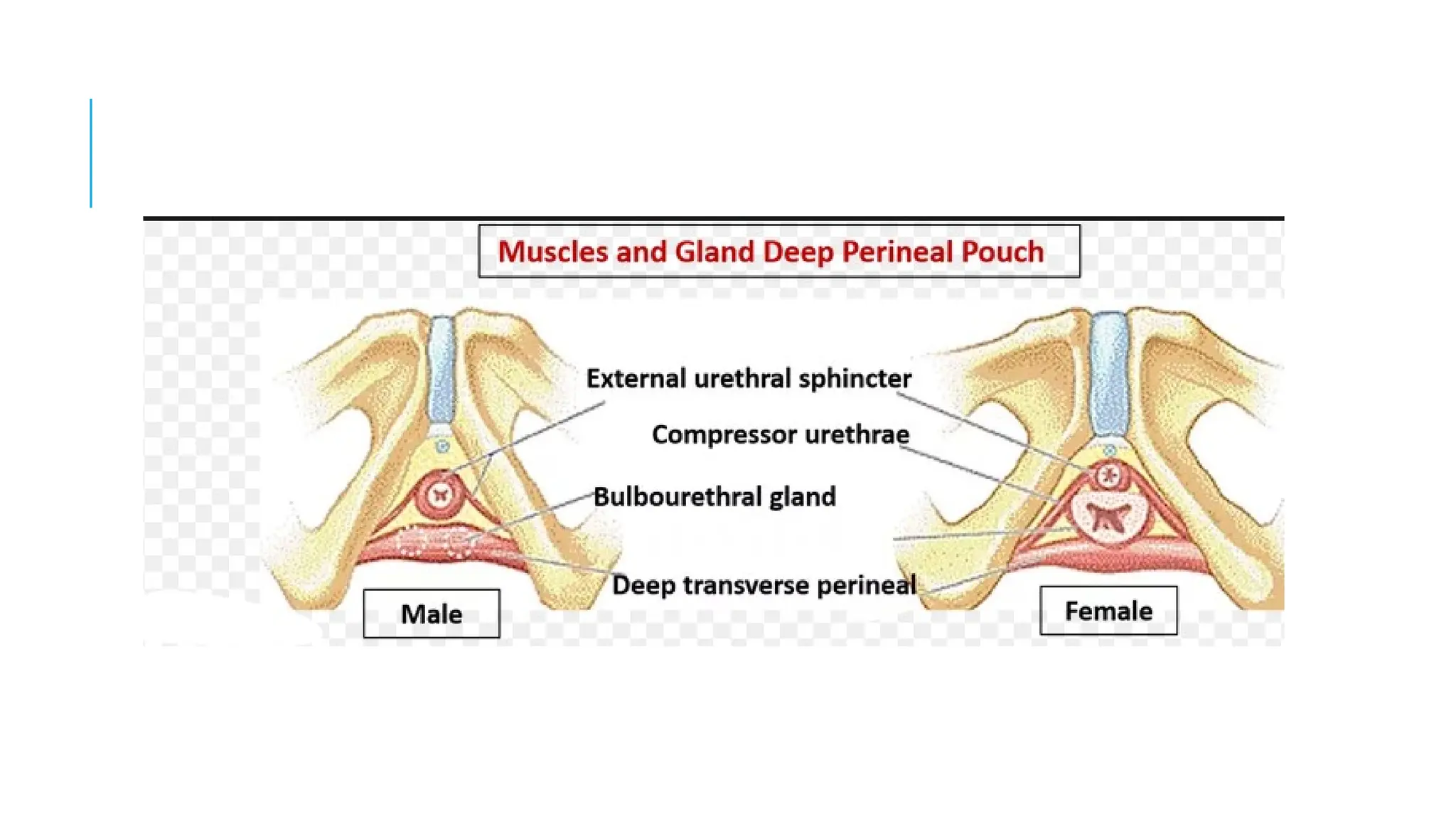 anatomy of pelvis, perineum and pelvic diaphragm.pptx