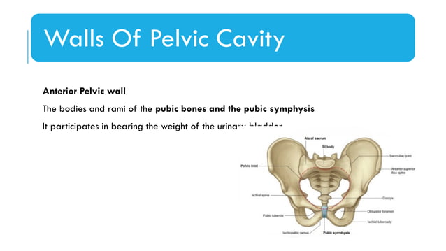 anatomy of pelvis, perineum and pelvic diaphragm.pptx | Free Download