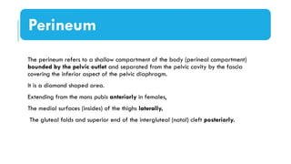 anatomy of pelvis, perineum and pelvic diaphragm.pptx