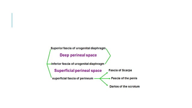 anatomy of pelvis, perineum and pelvic diaphragm.pptx | Free Download
