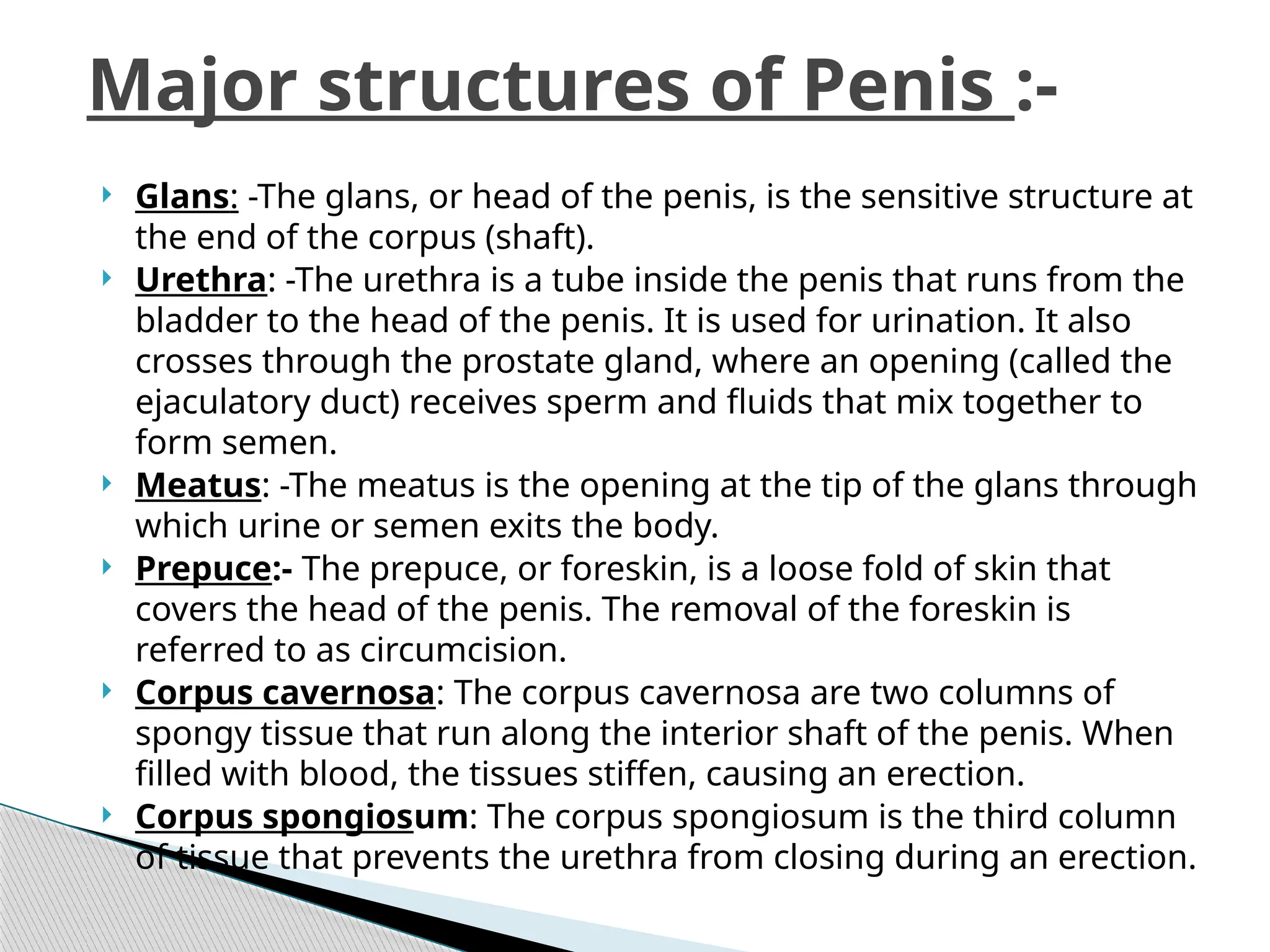 ANATOMY OF PENIS_1.pptxjgggn ytt. Ytfhi. Y | PPT