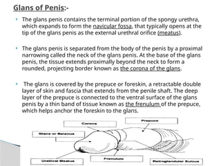 ANATOMY OF PENIS_1.pptxjgggn ytt. Ytfhi. Y | PPT