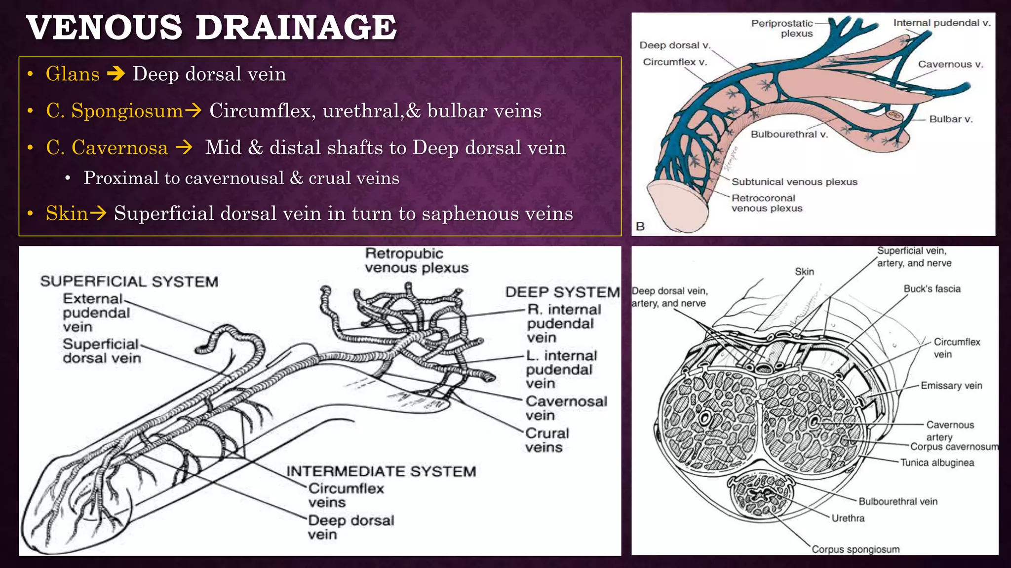 Anatomy of penis and physiology of erection | PPTX