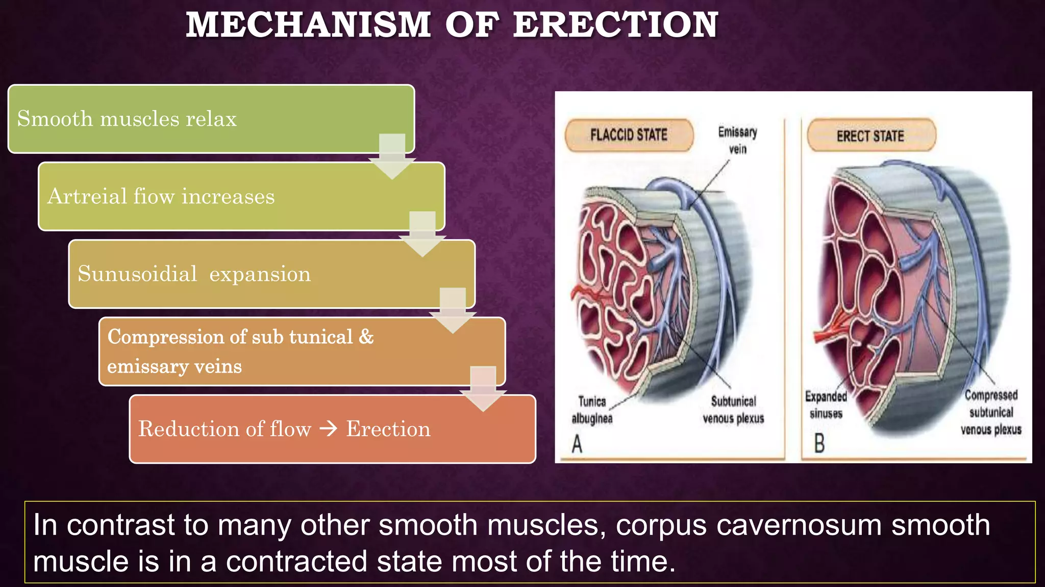 Anatomy of penis and physiology of erection | PPTX