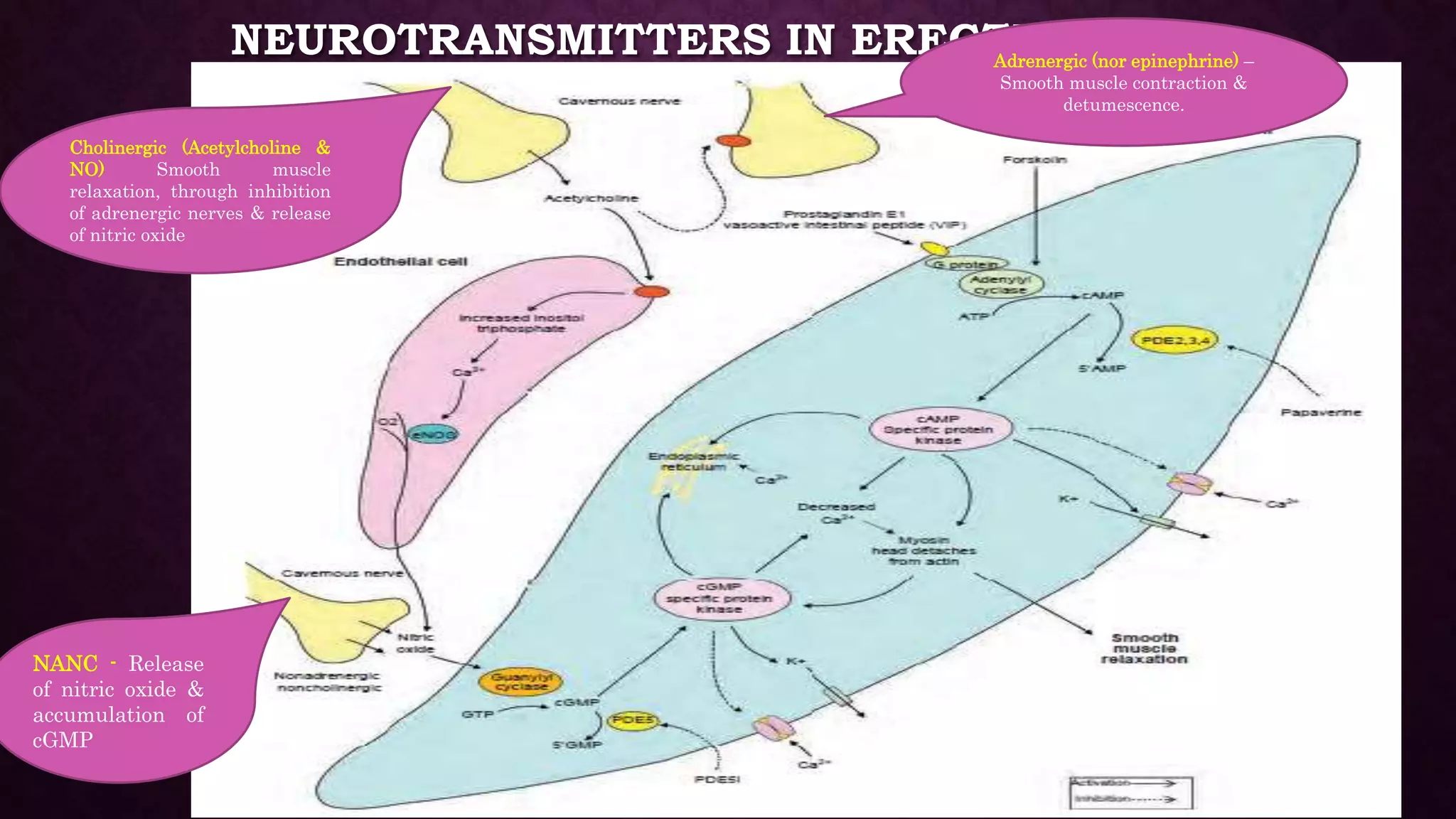 Anatomy of penis and physiology of erection | PPTX