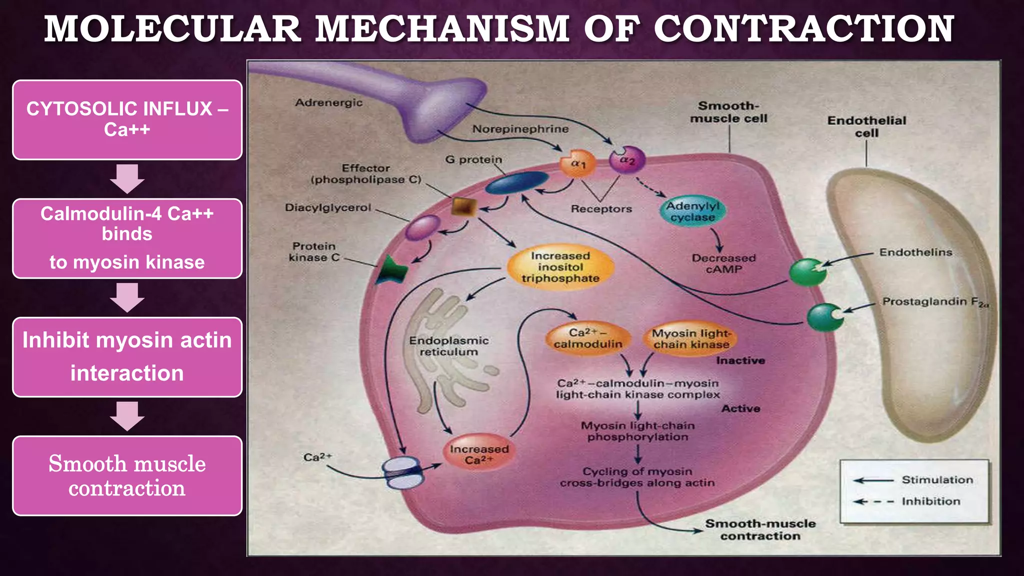 Anatomy of penis and physiology of erection | PPTX