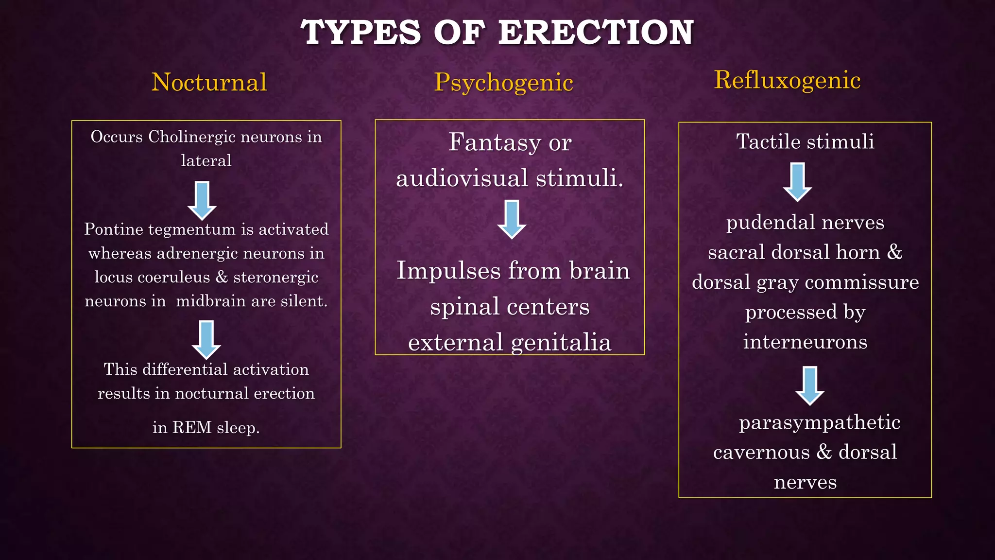 Anatomy of penis and physiology of erection | PPTX