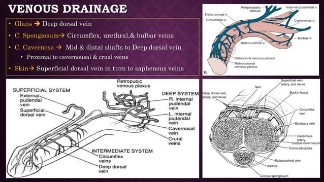 Anatomy of penis and physiology of erection | PPTX | Sexual Conditions ...