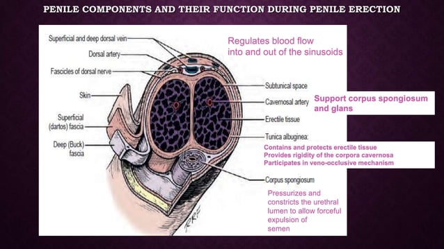 Anatomy Of Penis And Physiology Of Erection Pptx Sexual Conditions