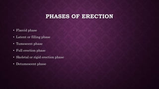 Anatomy of penis and physiology of erection | PPTX