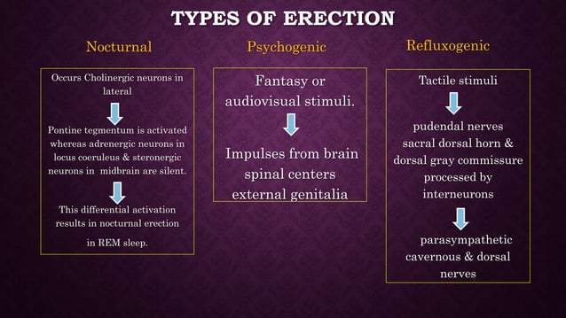 Anatomy of penis and physiology of erection | PPTX | Sexual Conditions ...