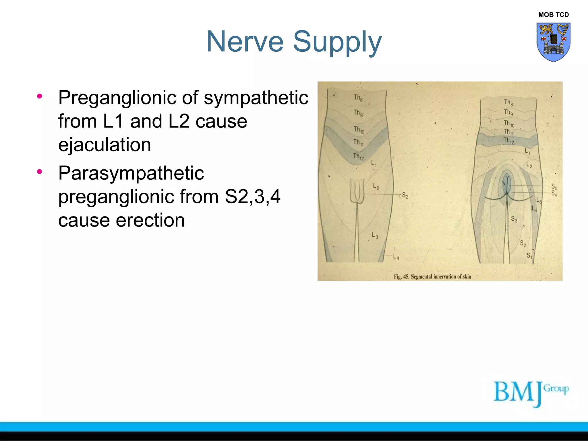 Anatomy of perineum | PPT