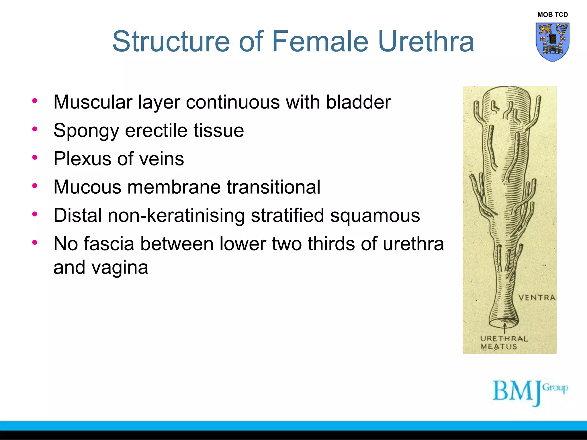 Anatomy of perineum | PPT