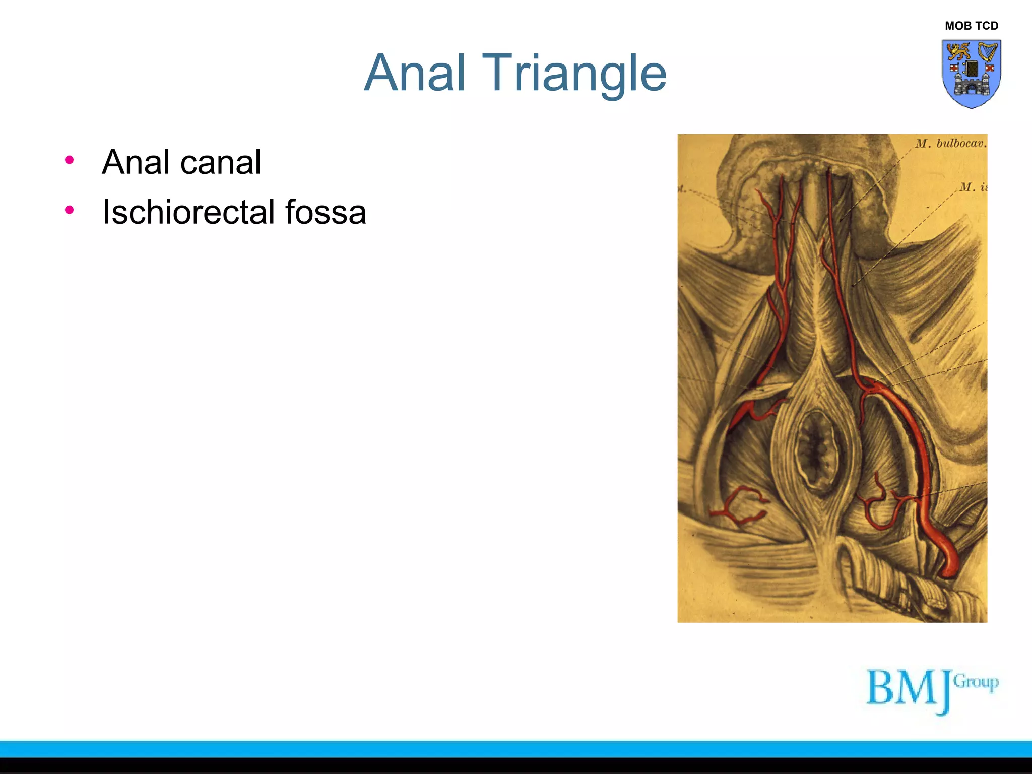 Anatomy of perineum | PPT