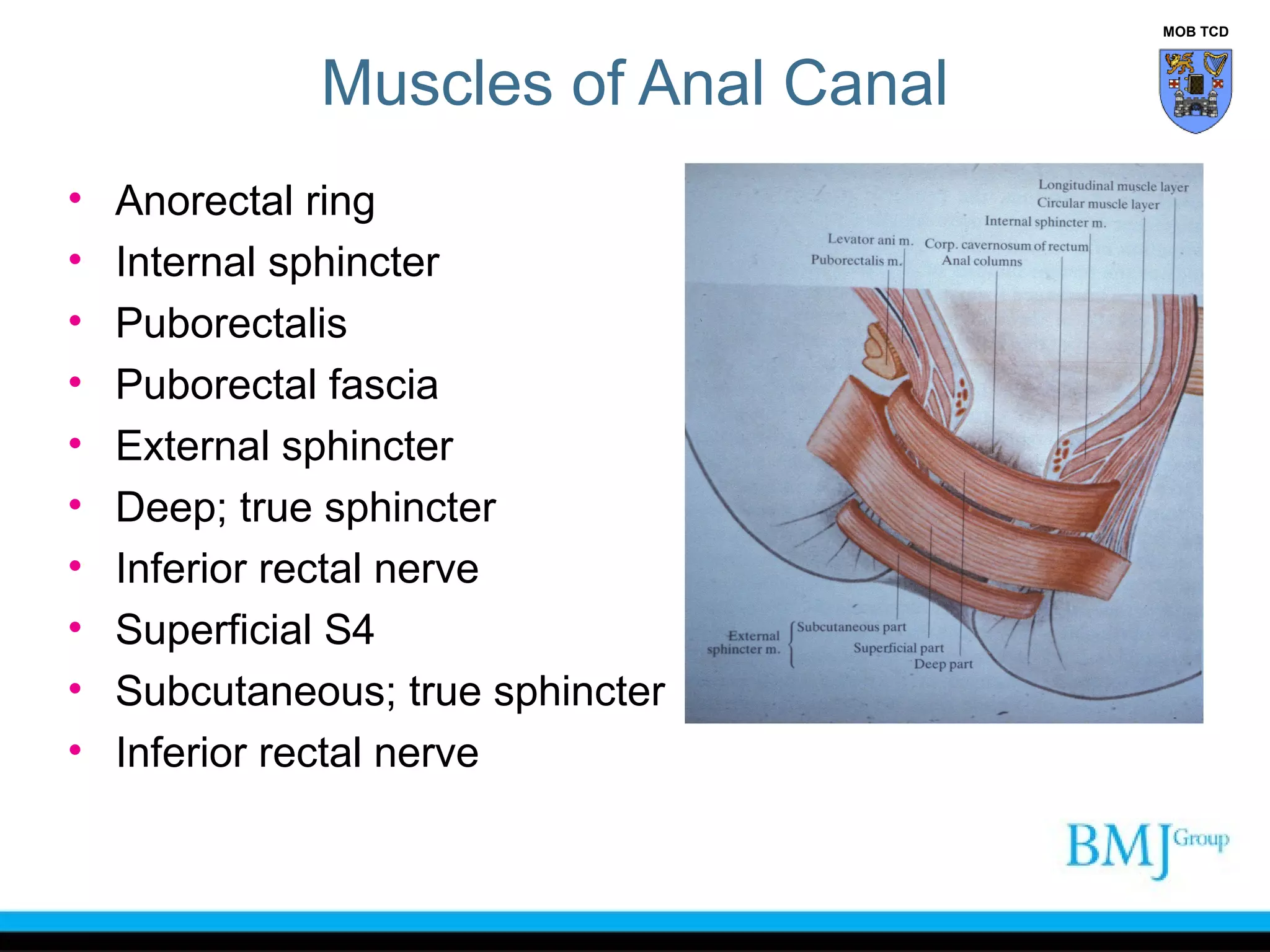 Anatomy of perineum | PPT