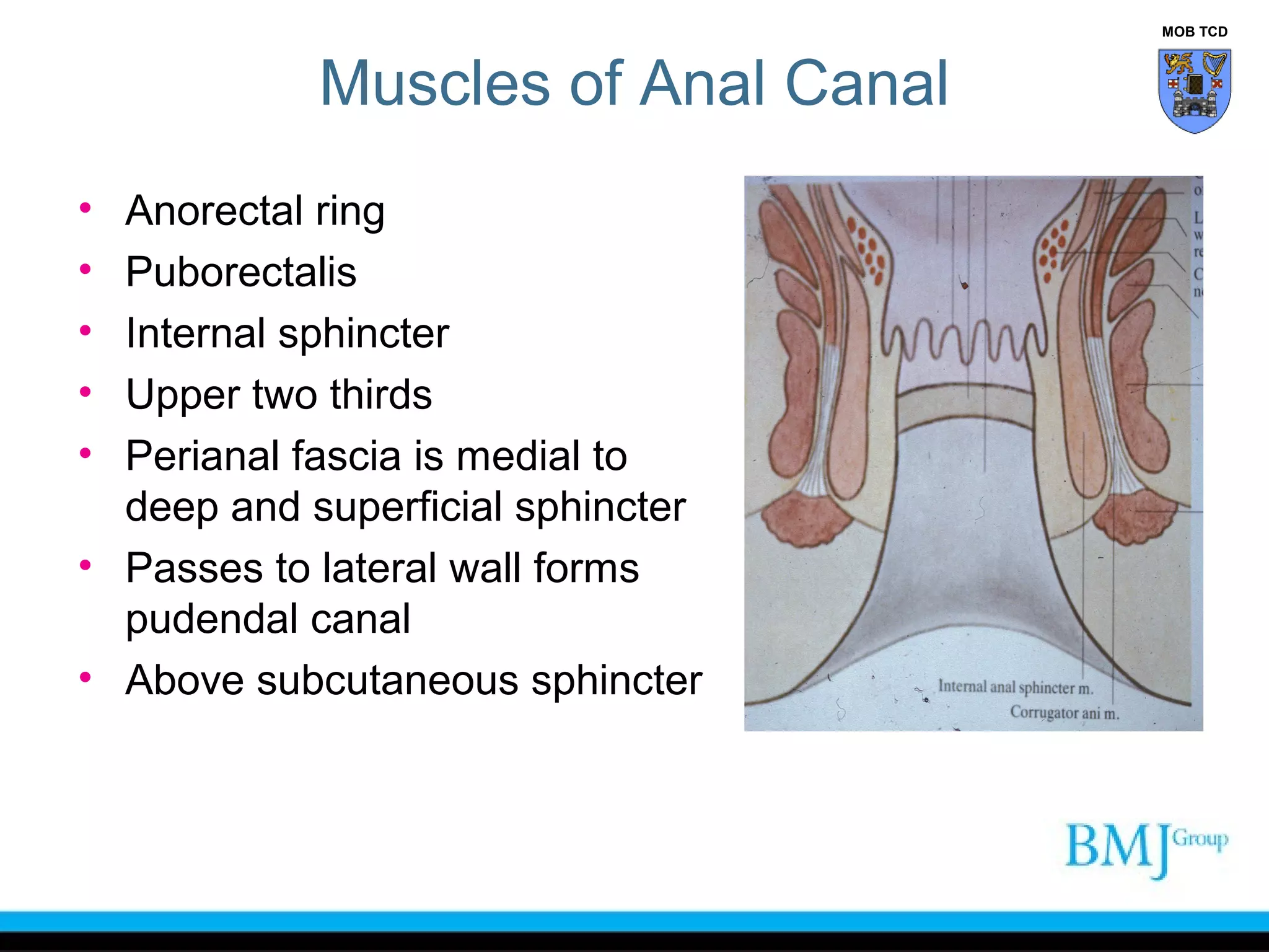 Anatomy of perineum | PPT