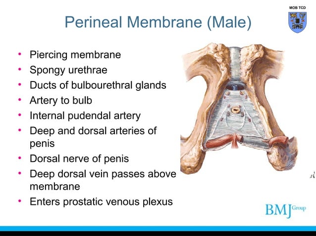 Anatomy of perineum