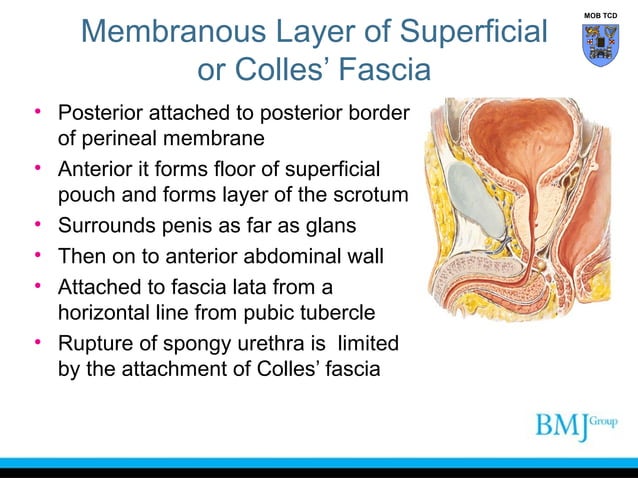 Anatomy of perineum
