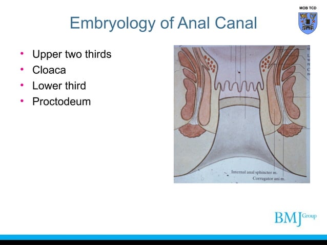 Anatomy of perineum