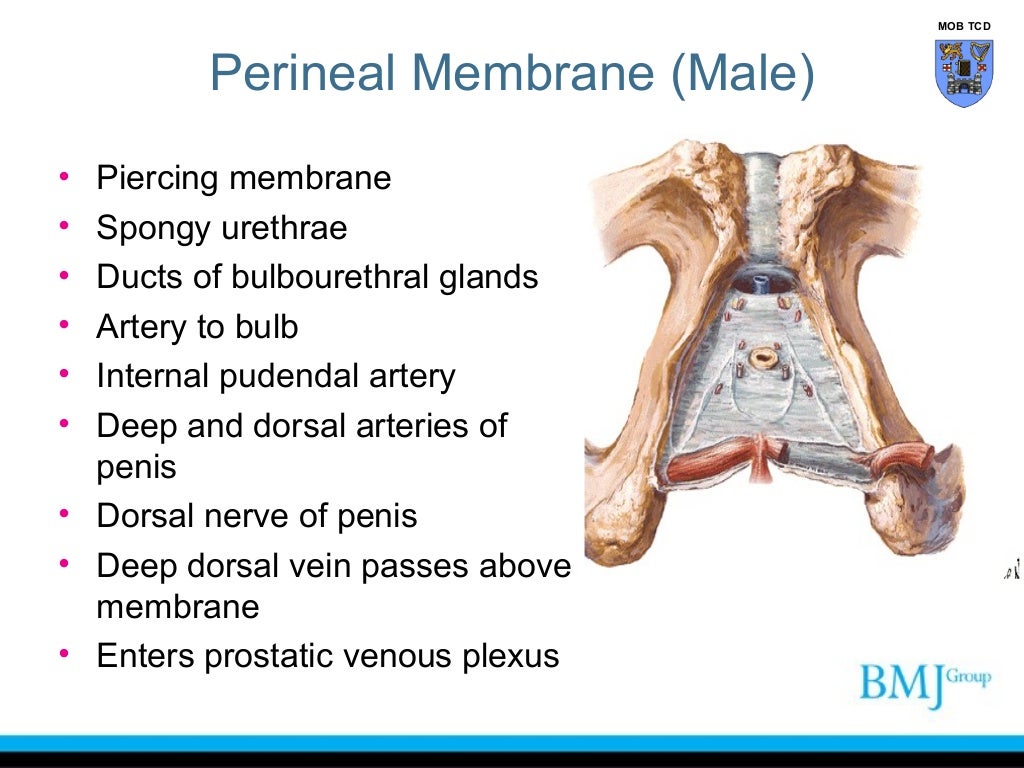 Anatomy Of Perineum Anatomy Of Perineum