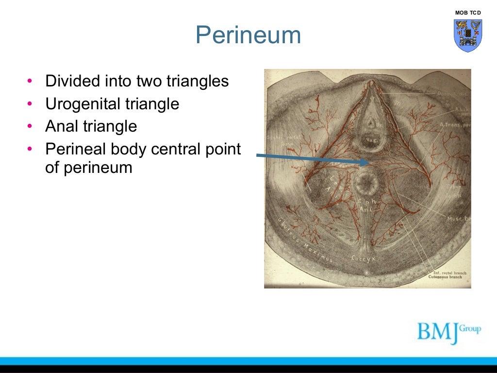 Anatomy of perineum Anatomy of perineum