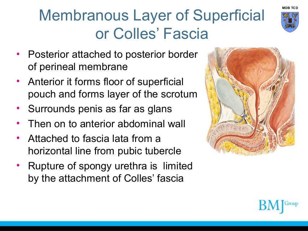 Anatomy of perineum