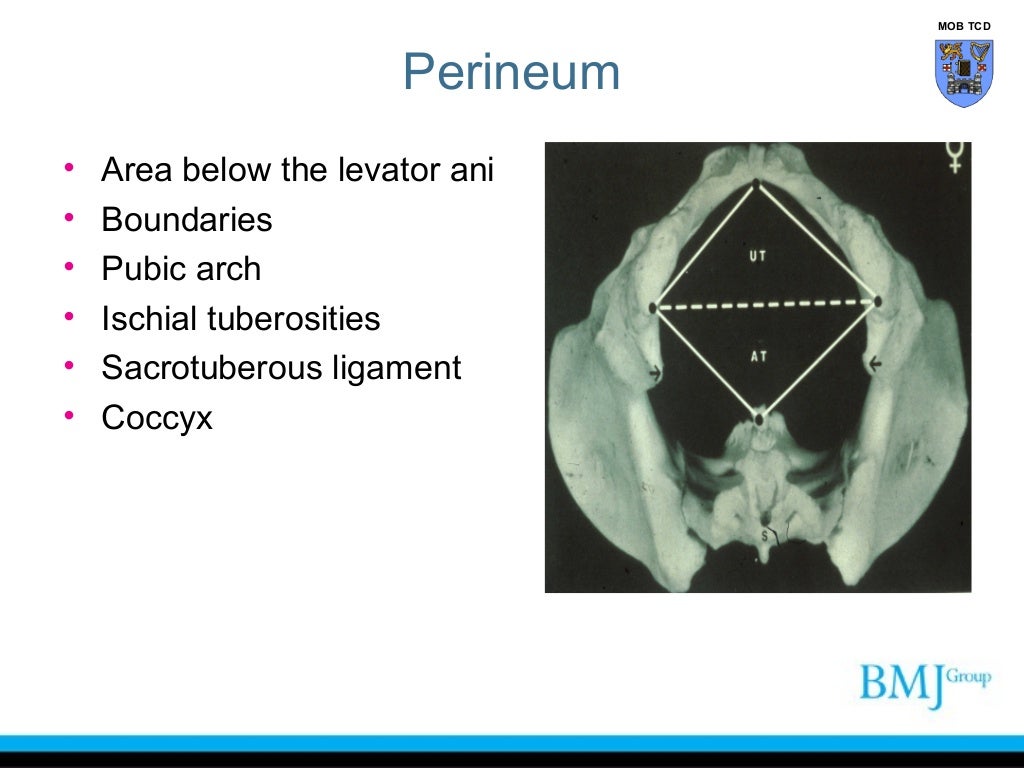 Anatomy of perineum
