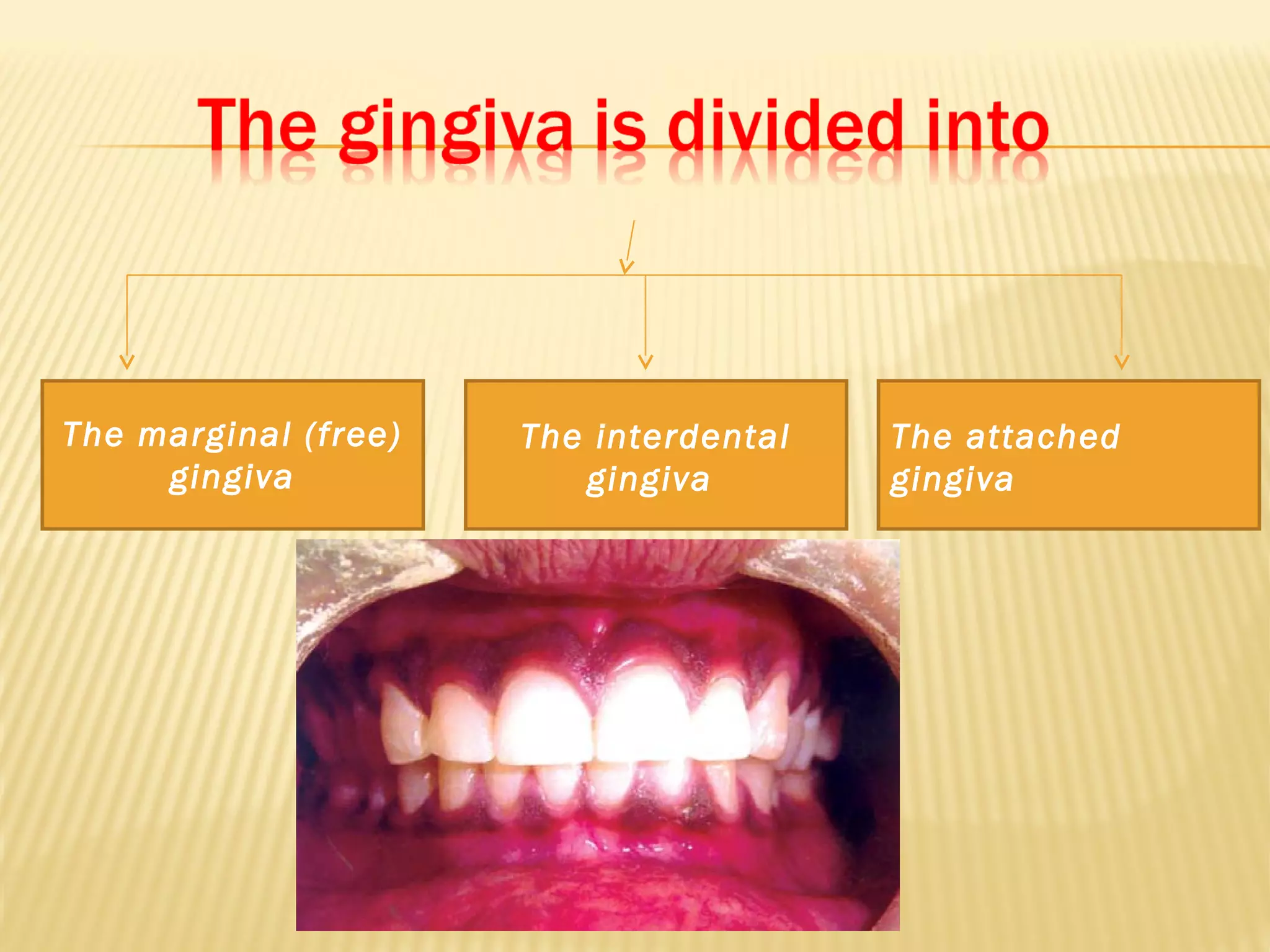 Anatomy of the Periodontium | PPT