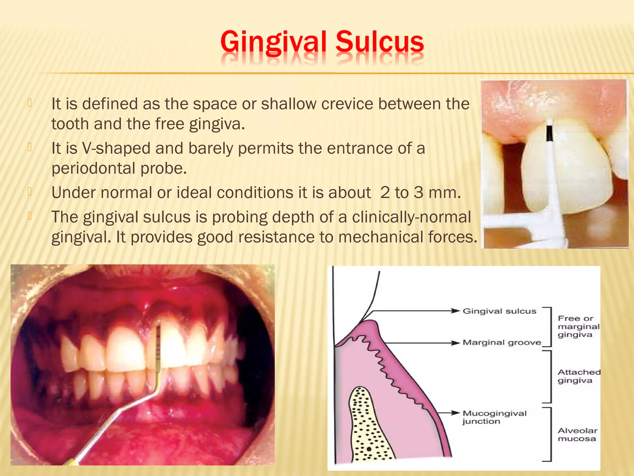 Anatomy of the Periodontium | PPT