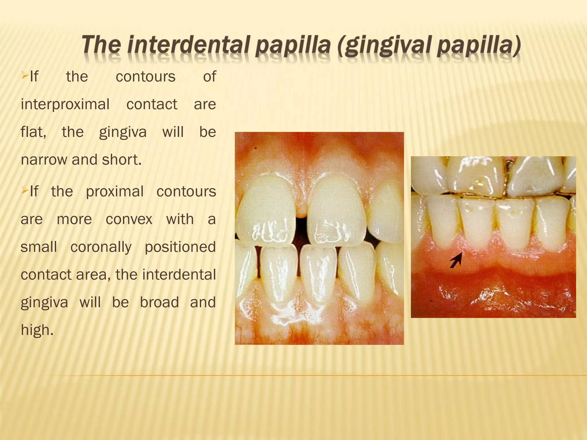Anatomy of the Periodontium | PPT