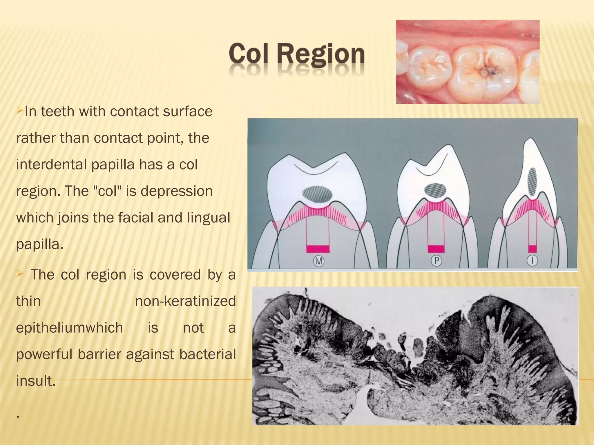 Anatomy of the Periodontium | PPT