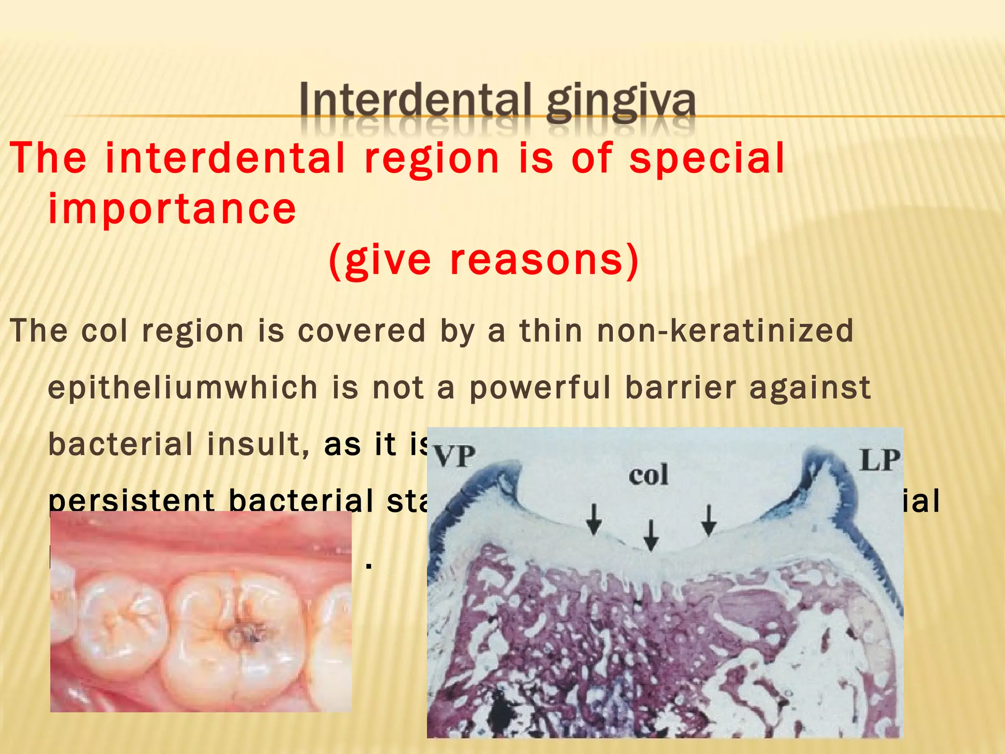Anatomy of the Periodontium | PPT