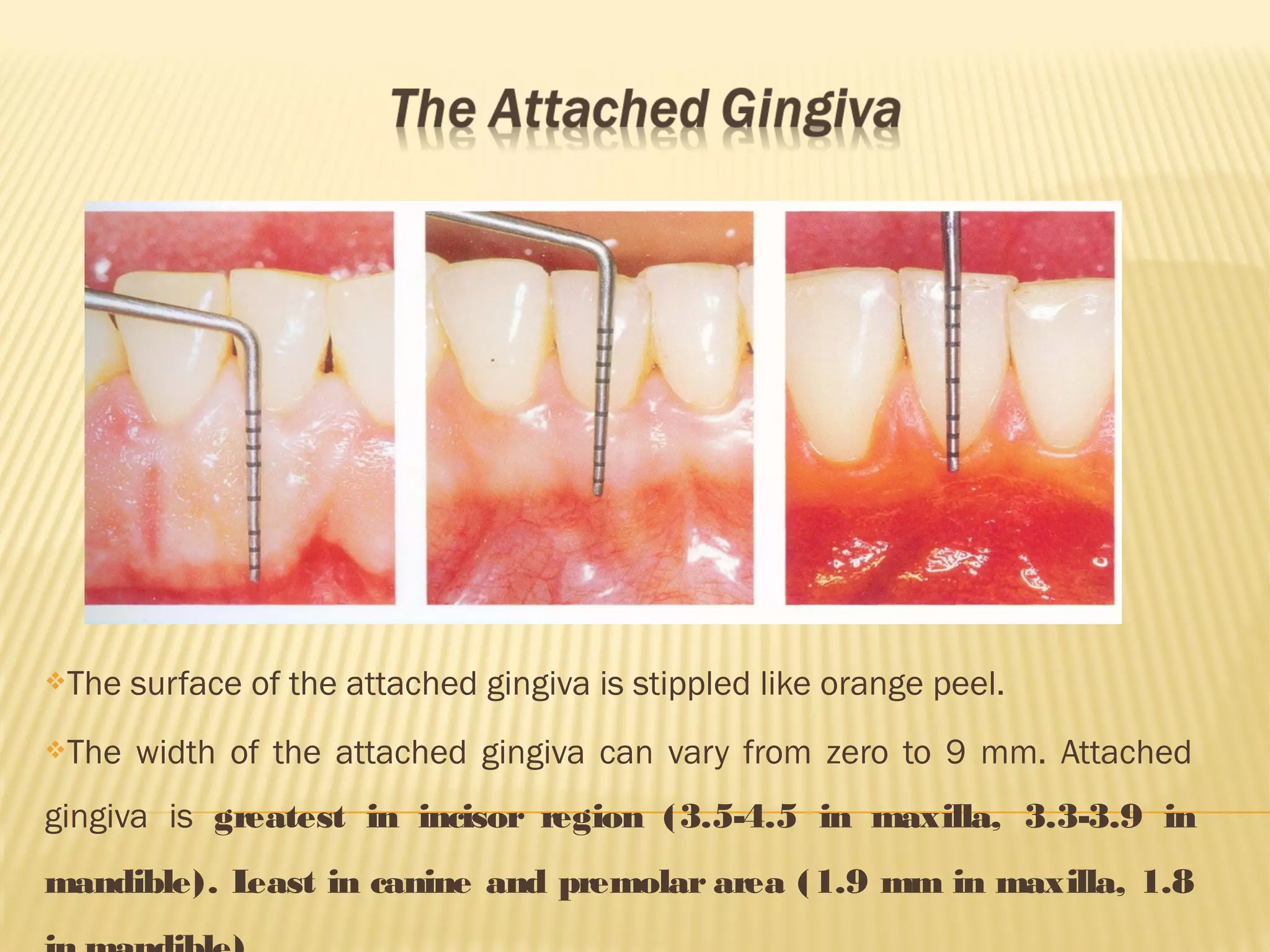 Anatomy of the Periodontium | PPT