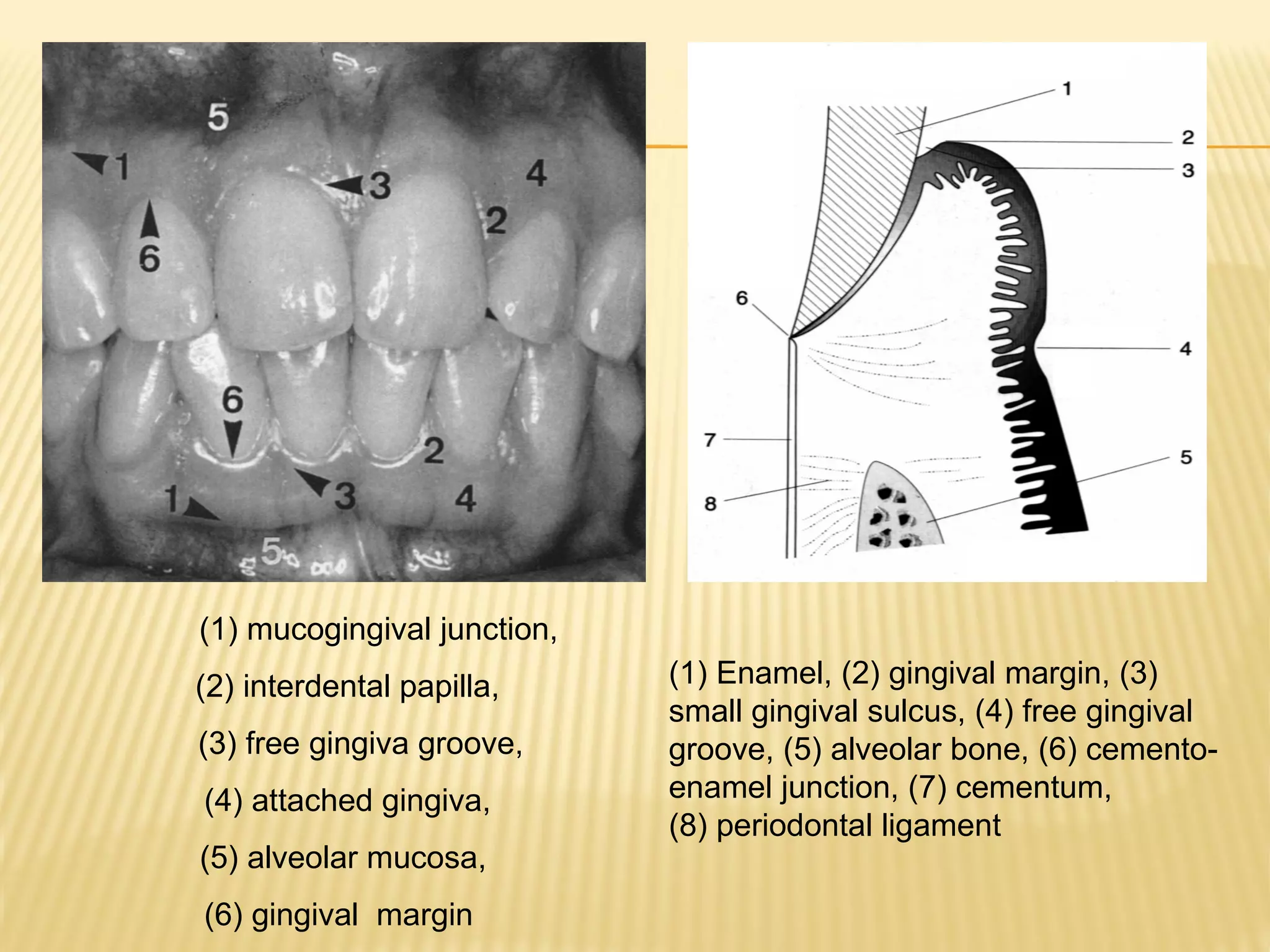 Anatomy of the Periodontium | PPT