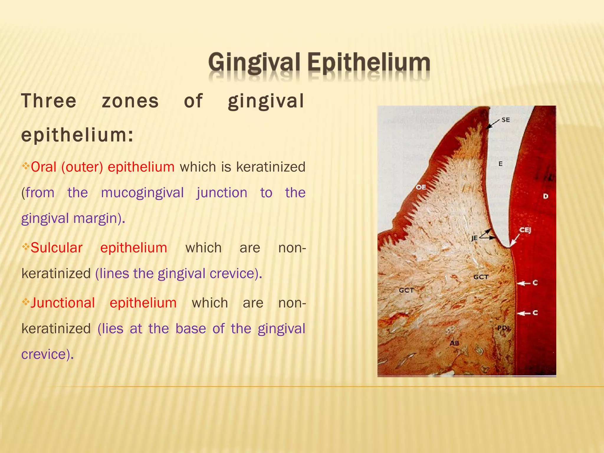 Anatomy of the Periodontium | PPT