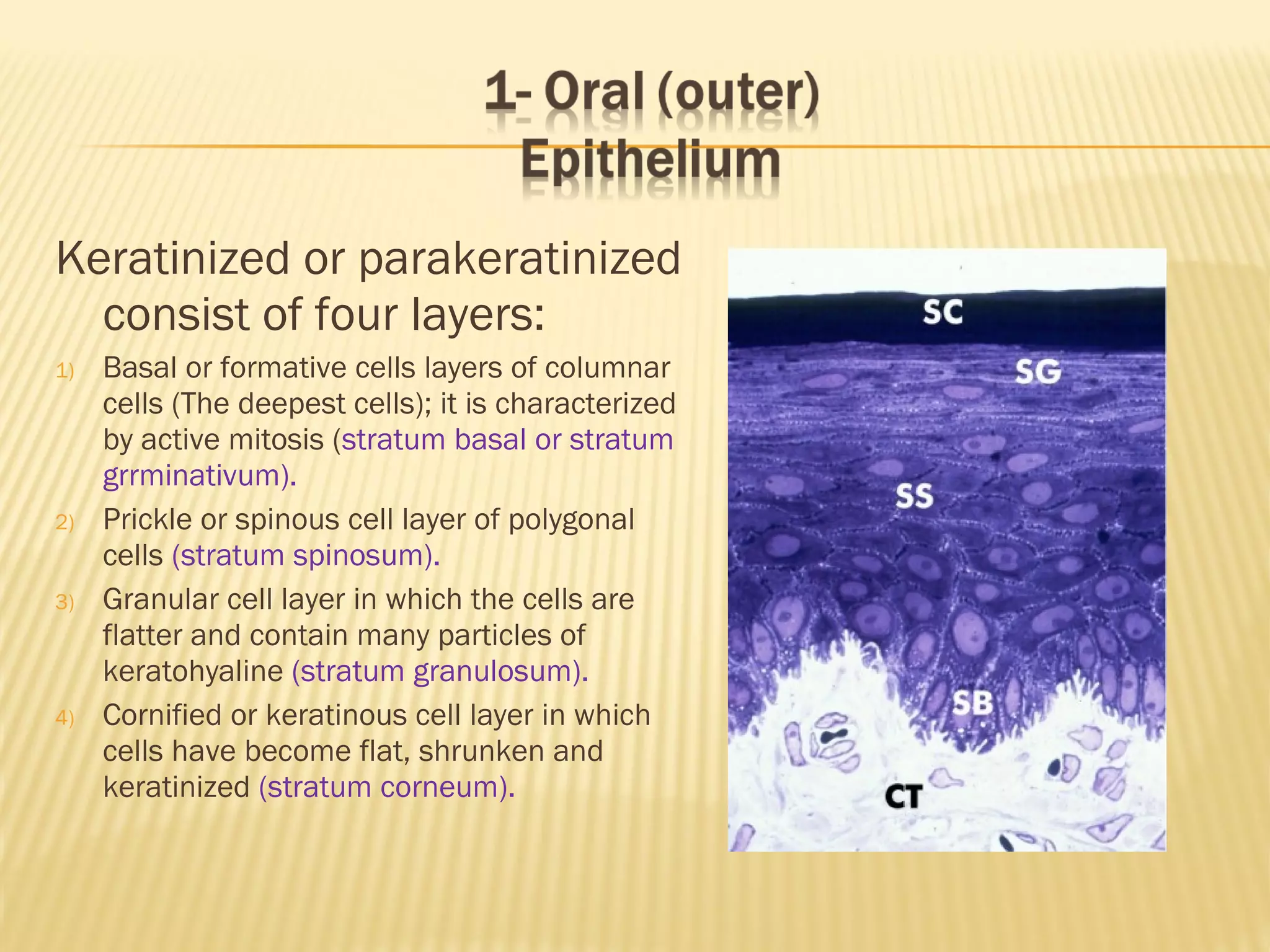 Anatomy of the Periodontium | PPT