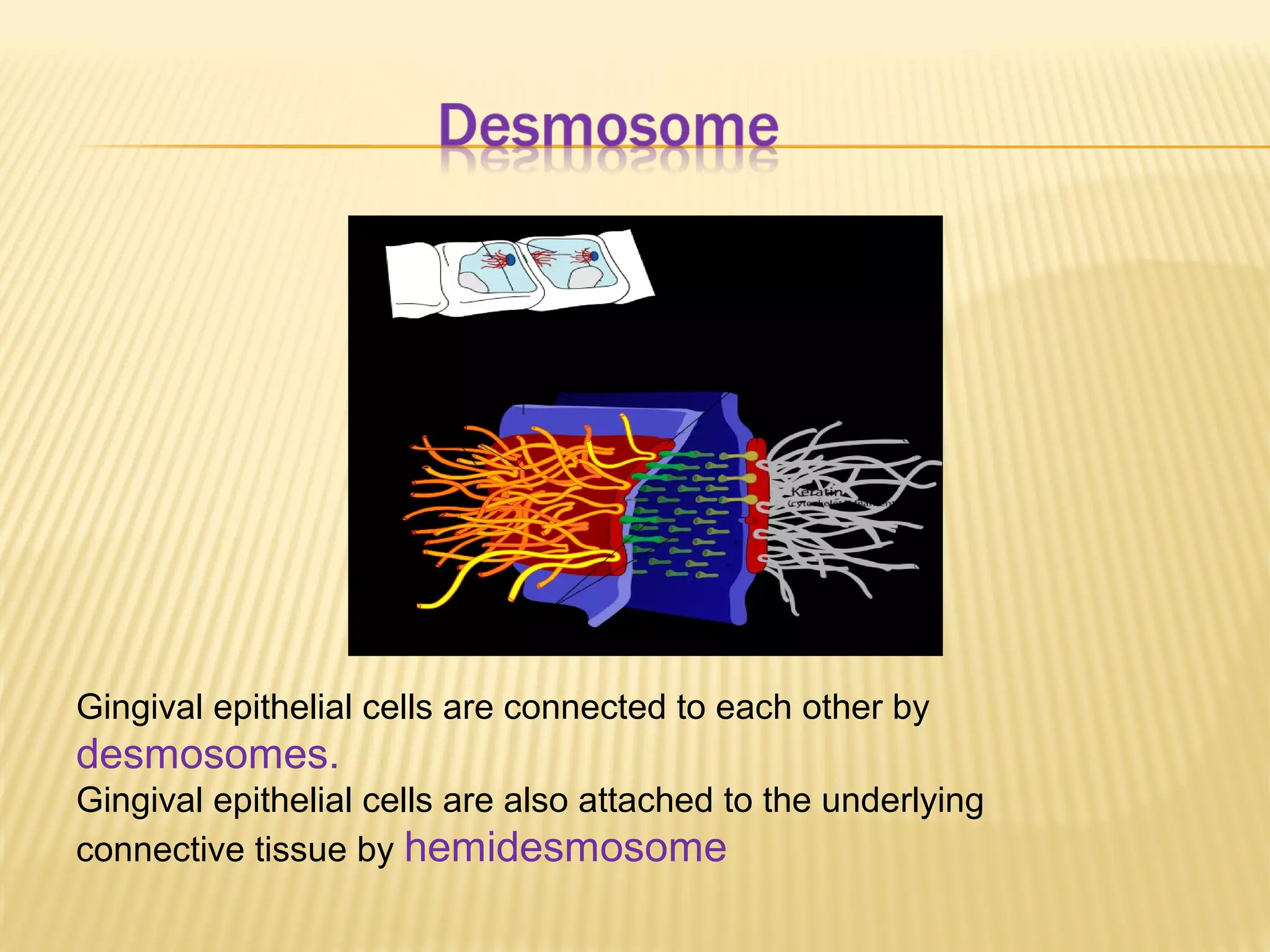 Anatomy of the Periodontium | PPT