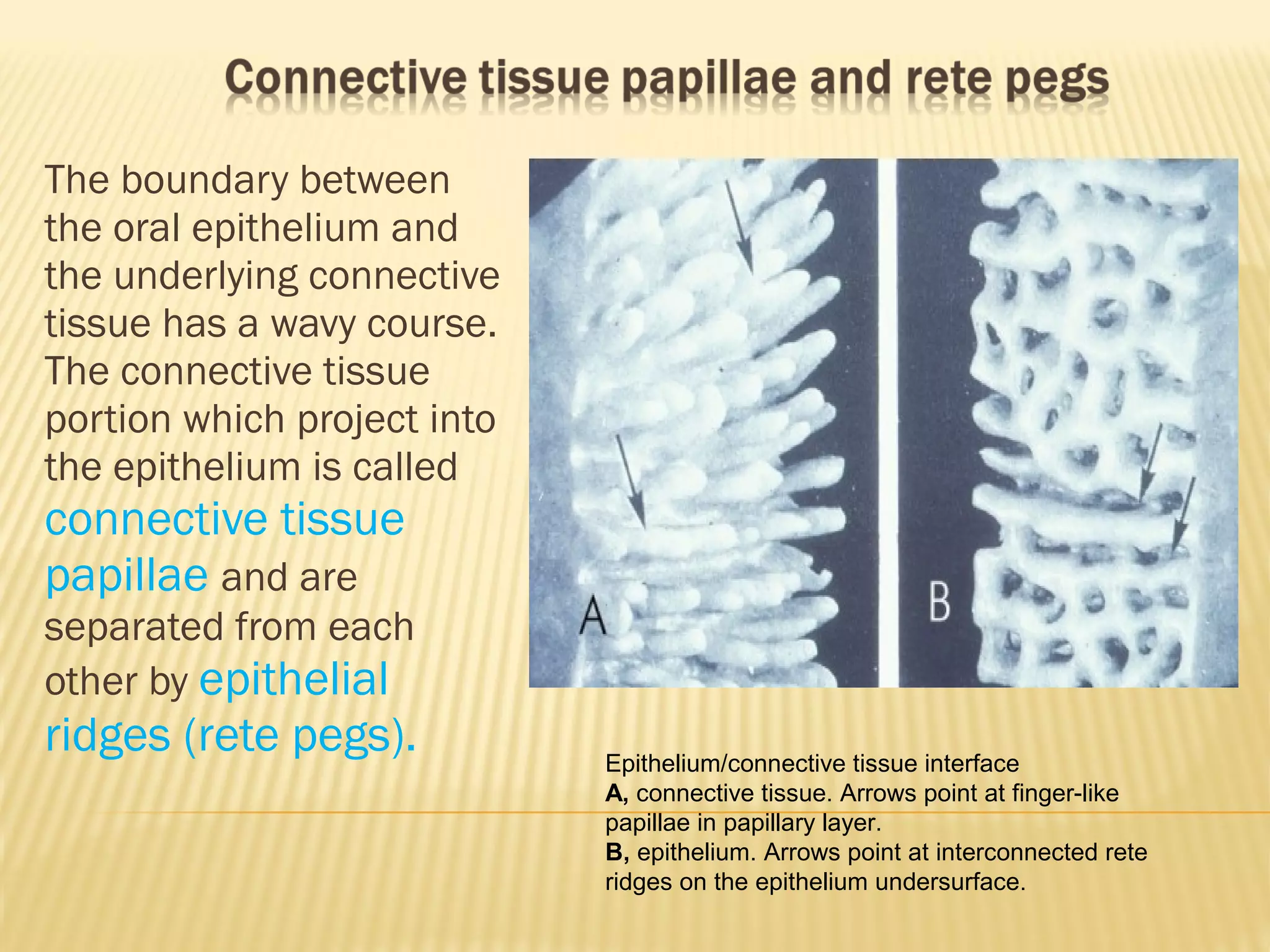 Anatomy of the Periodontium | PPT
