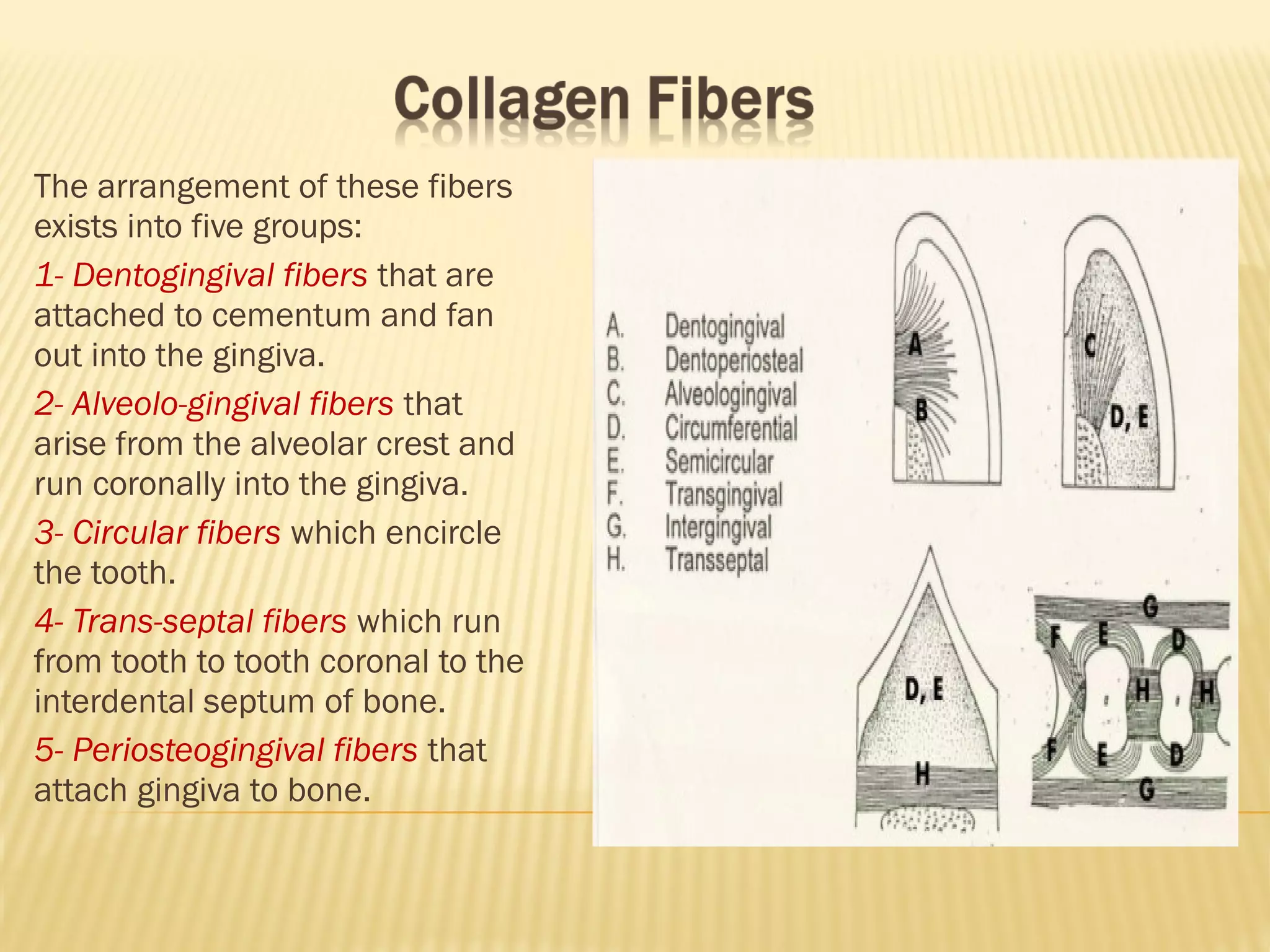 Anatomy of the Periodontium | PPT