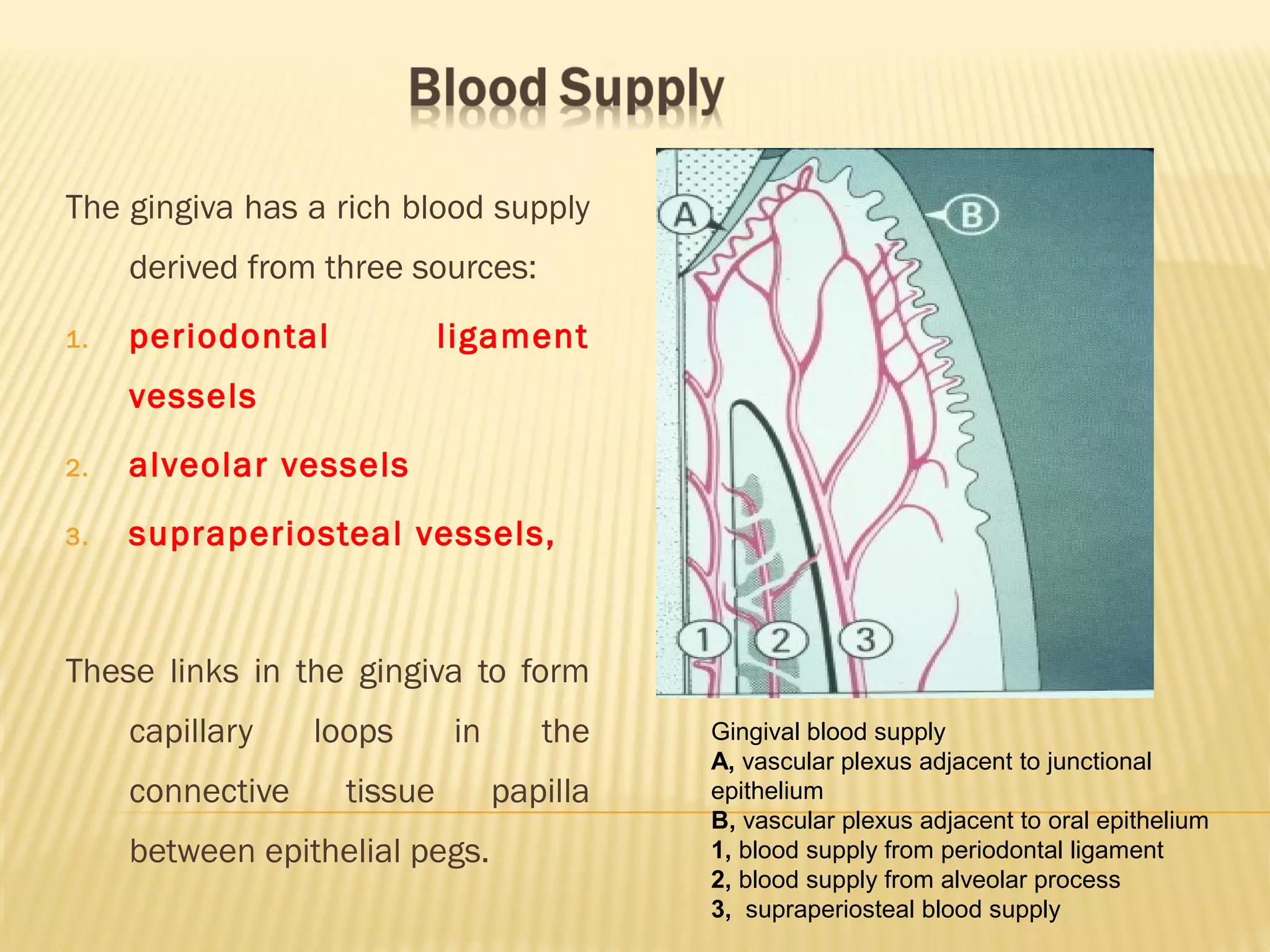Anatomy of the Periodontium | PPT