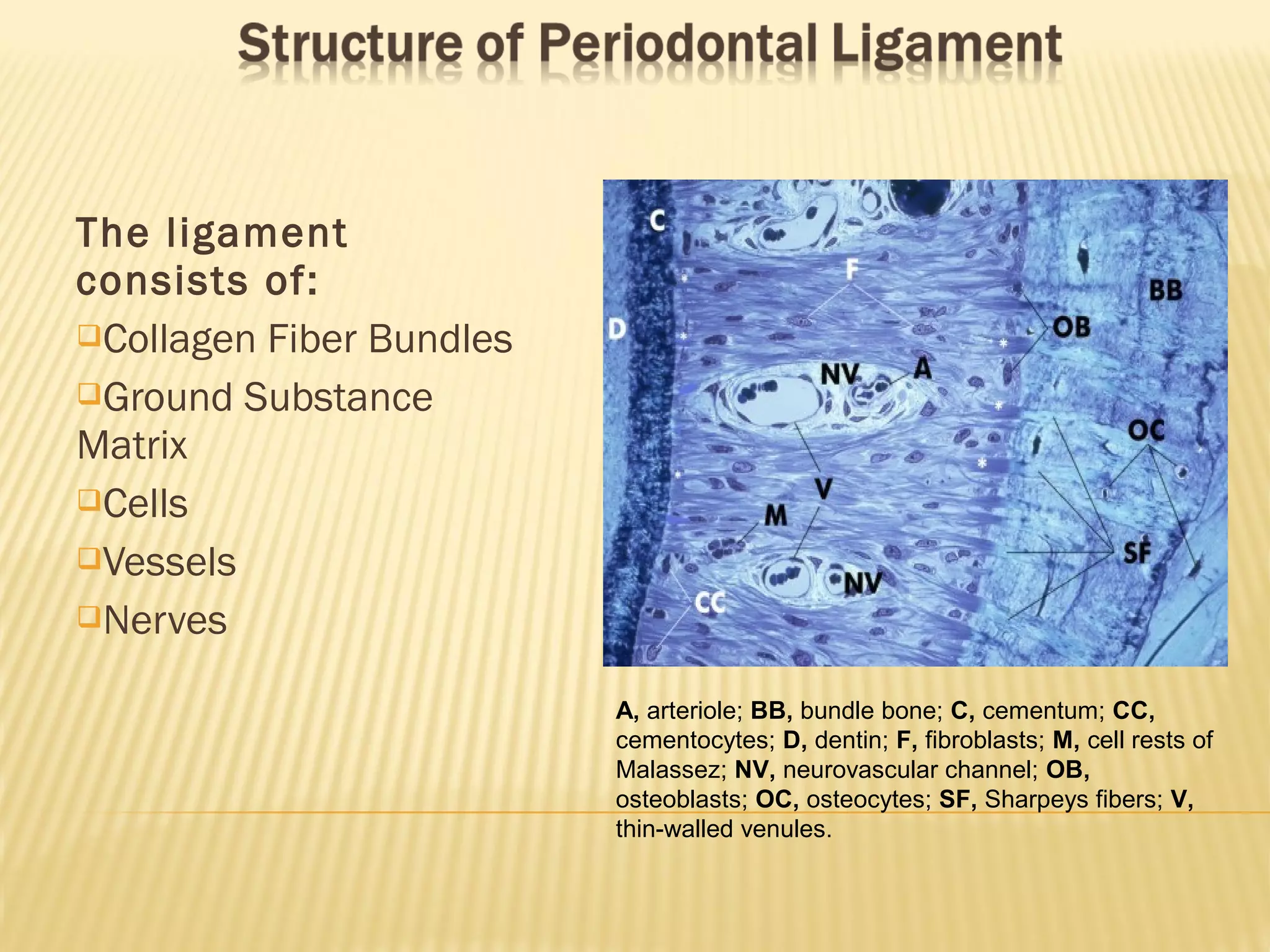 Anatomy of the Periodontium | PPT