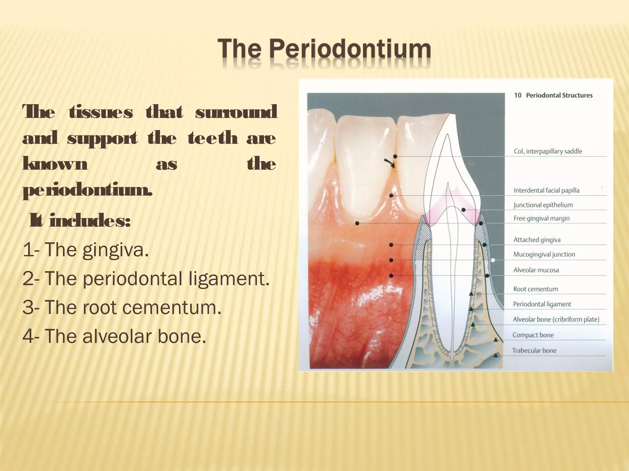 Anatomy of the Periodontium | PPT