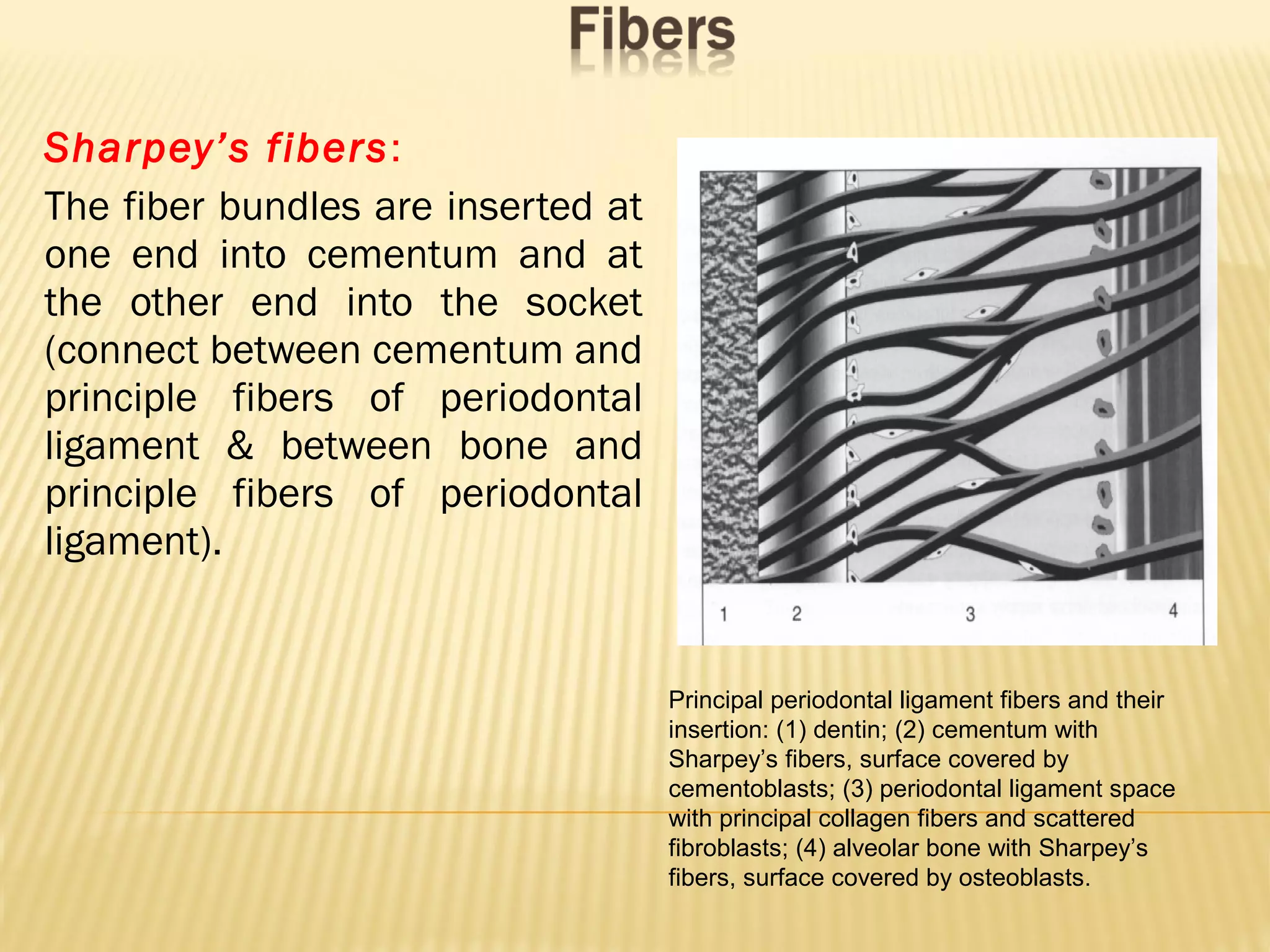 Anatomy of the Periodontium | PPT