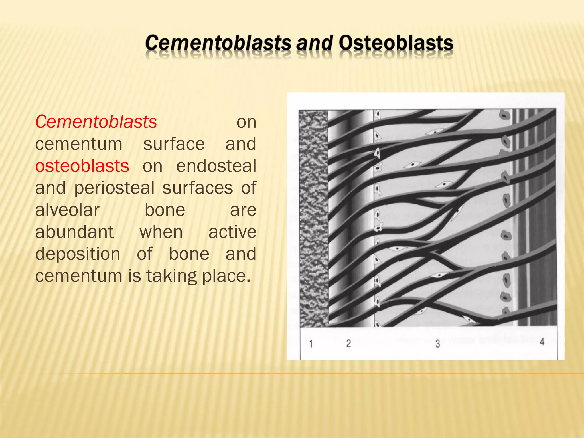 Anatomy of the Periodontium | PPT