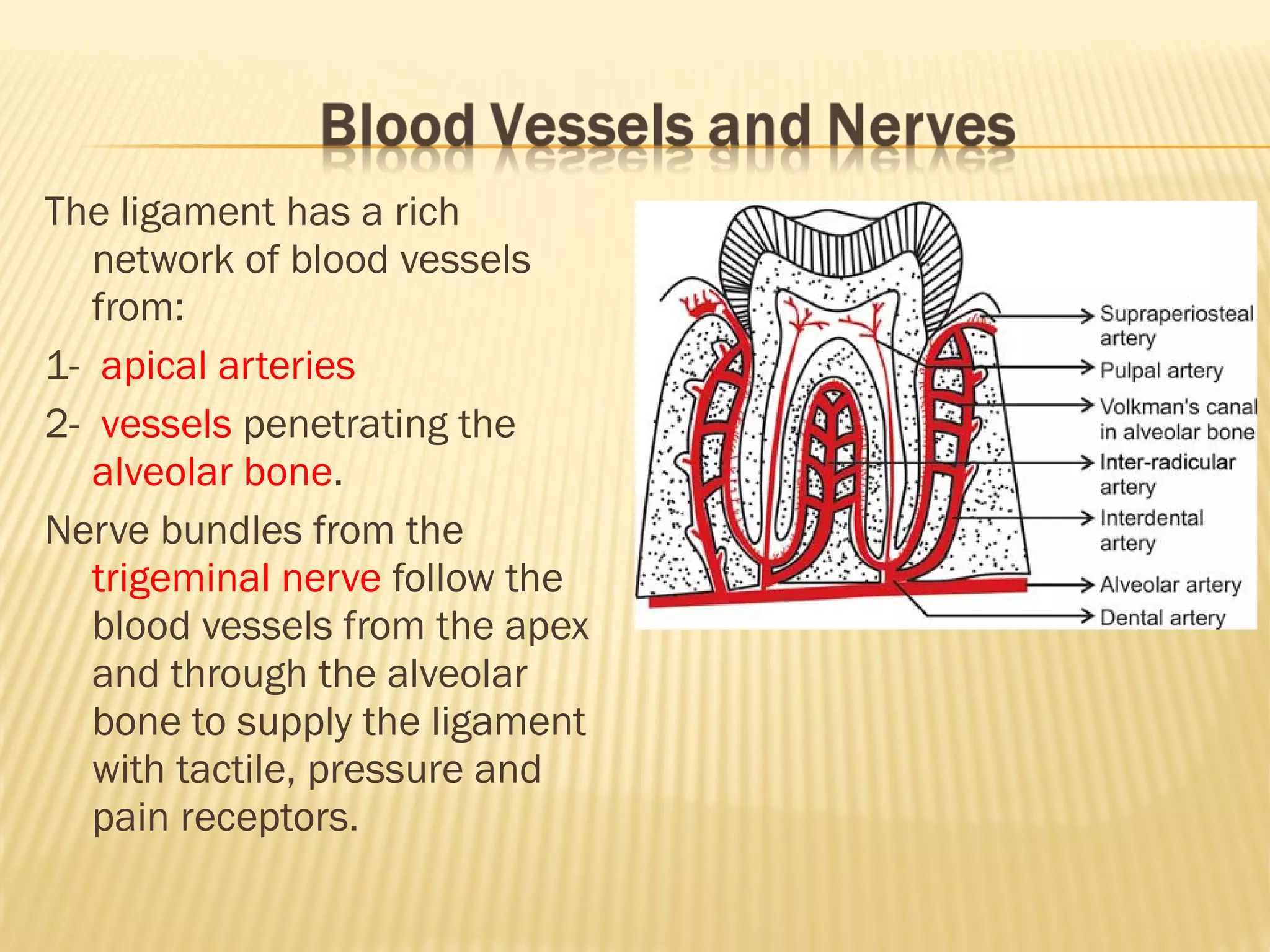 Anatomy of the Periodontium | PPT