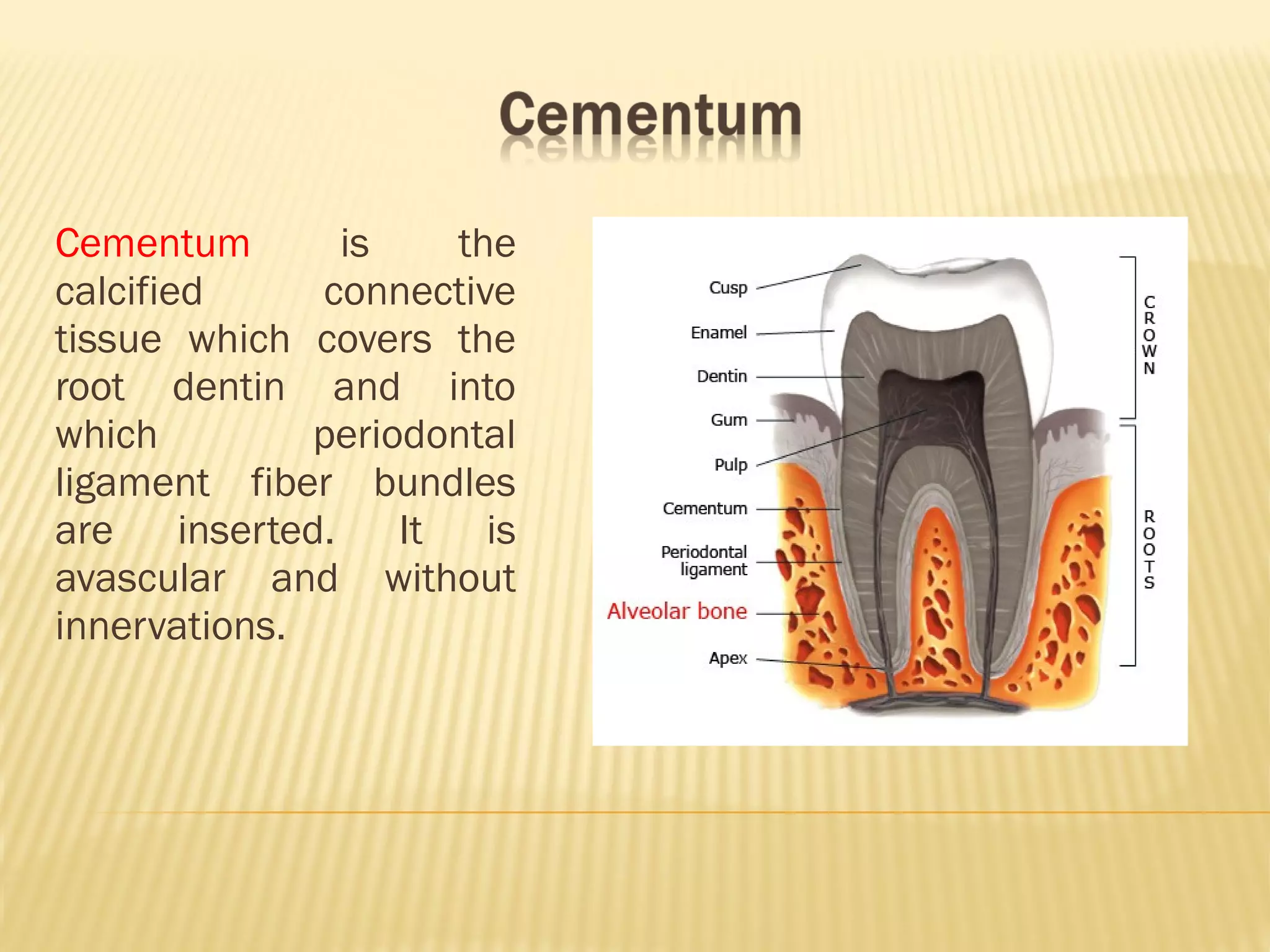 Anatomy of the Periodontium | PPT
