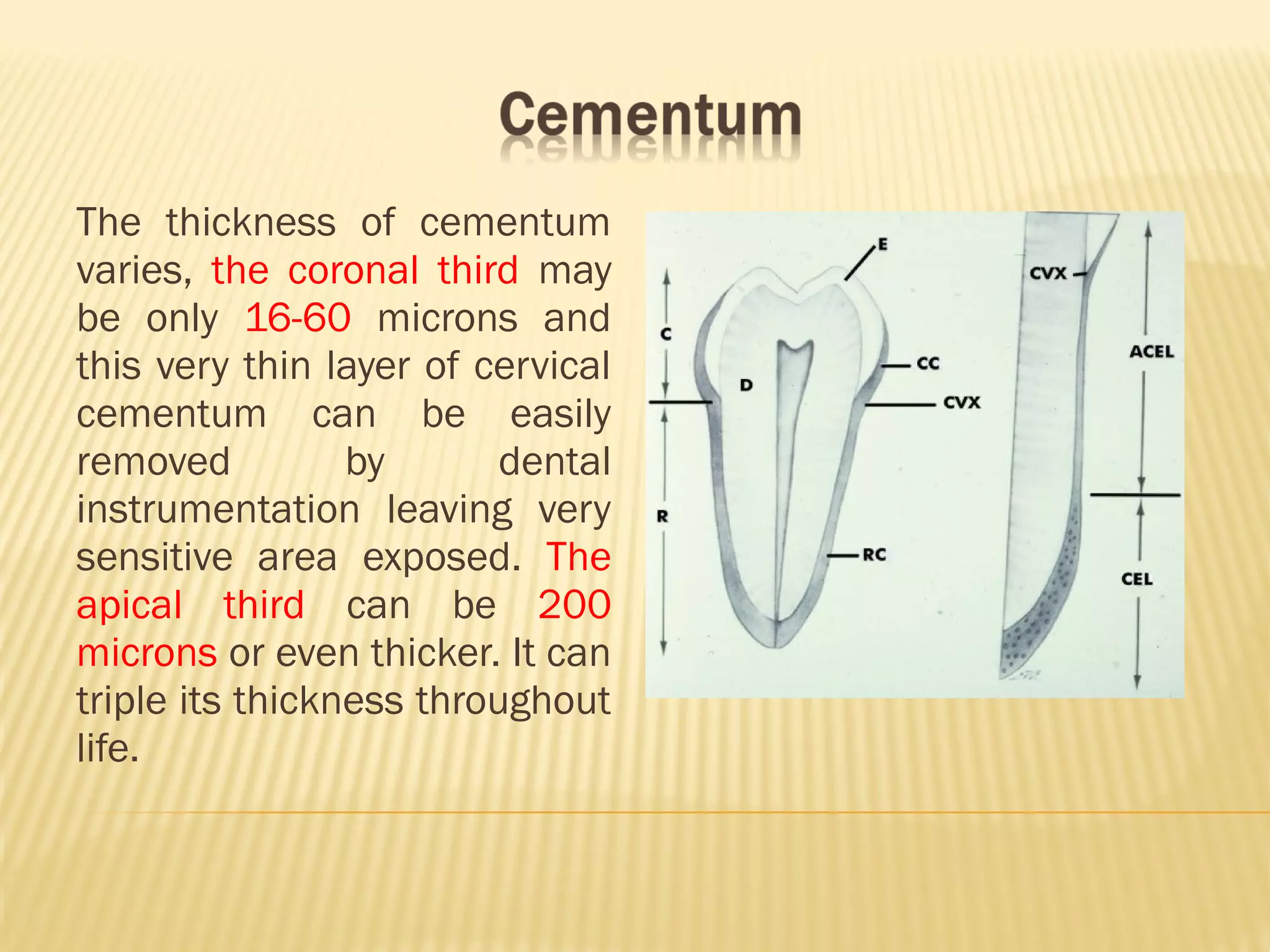 Anatomy of the Periodontium | PPT