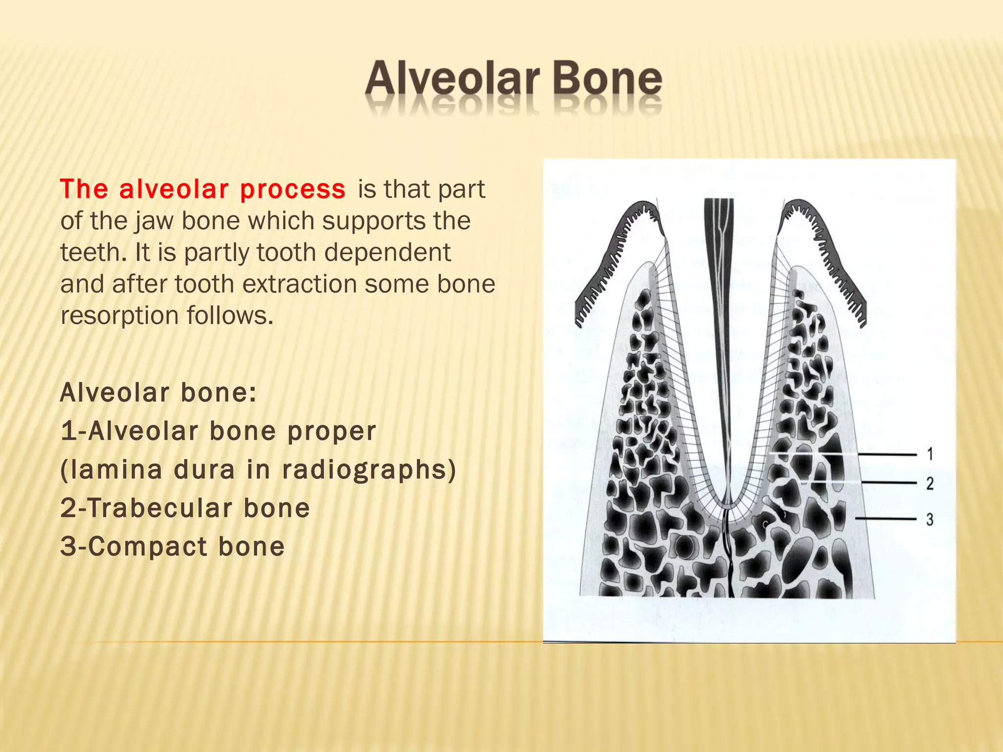 Anatomy of the Periodontium | PPT